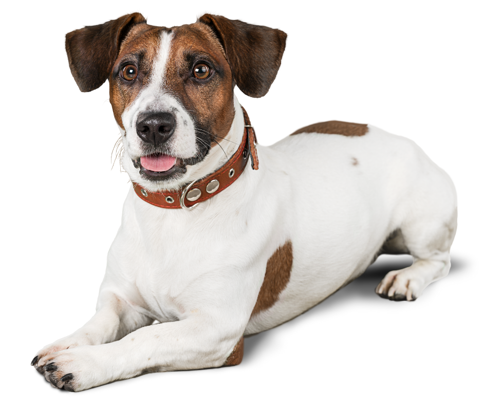 Kutyaruhák közepes méretű kutyáknak - Wanted Dog